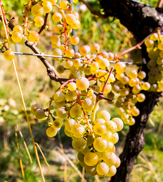 Vinsmagninger i København | Kjær & Sommerfeldt